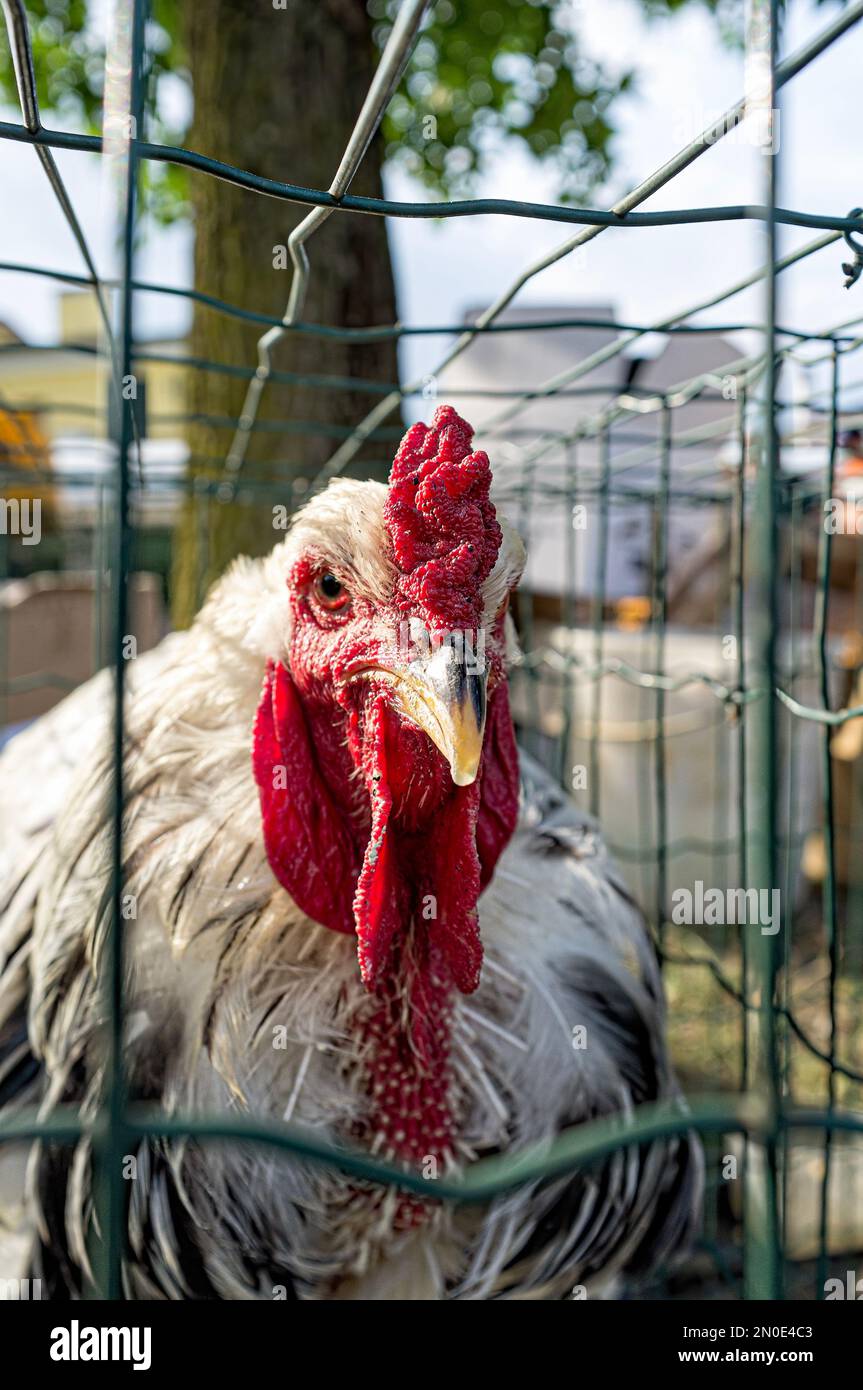 Chicken looking through the mesh of a chicken coop. Profile with beak ...