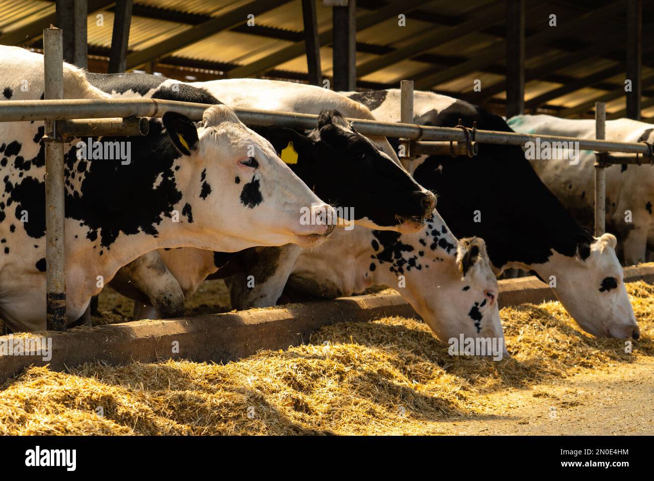 Cows on a dairy farm Stock Photo - Alamy