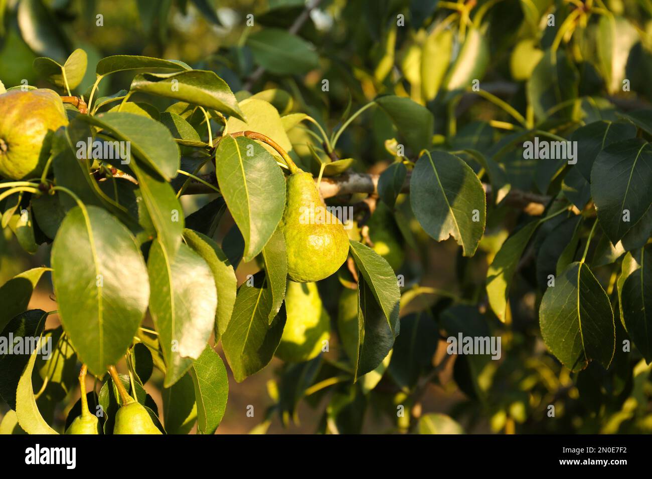 Pears natural growth environment hi-res stock photography and images ...
