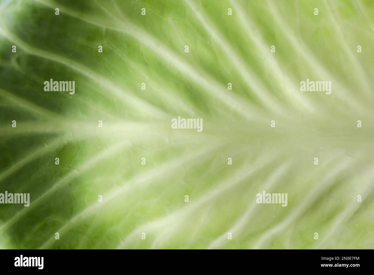 Dutch white cabbage hi-res stock photography and images - Alamy