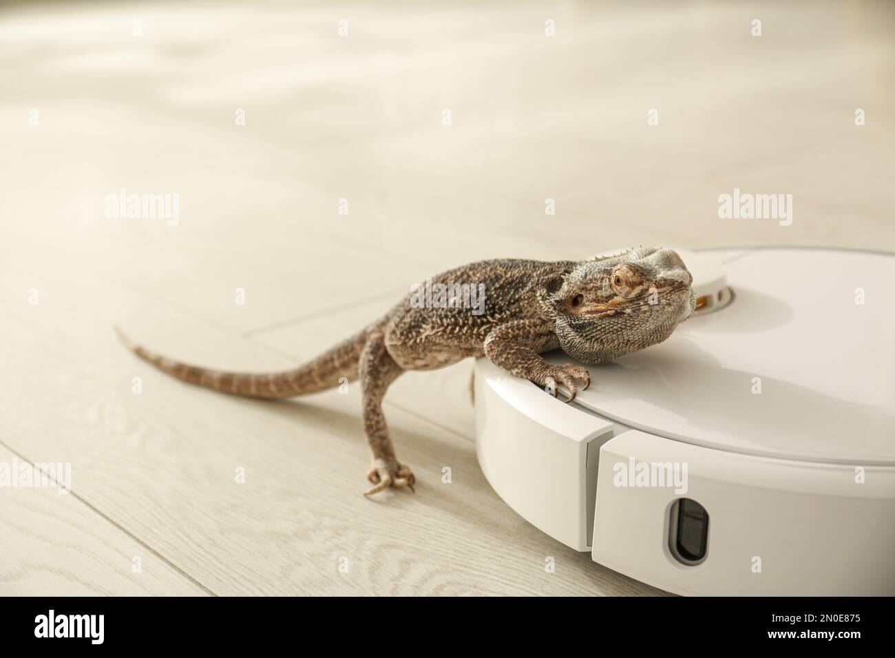 Robotic vacuum cleaner and bearded dragon lizard indoors Stock Photo ...