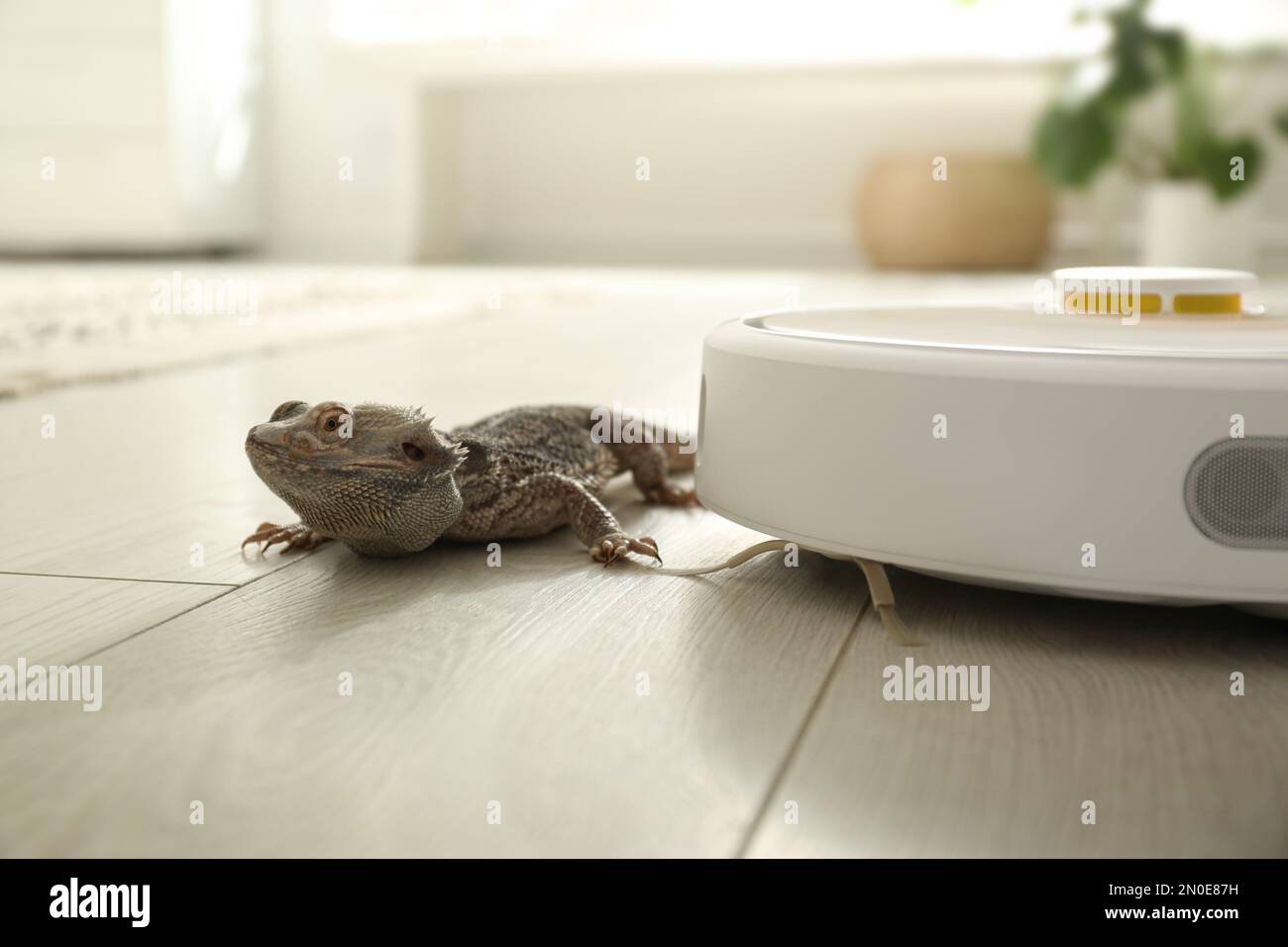 Robotic vacuum cleaner and bearded dragon lizard indoors Stock Photo ...