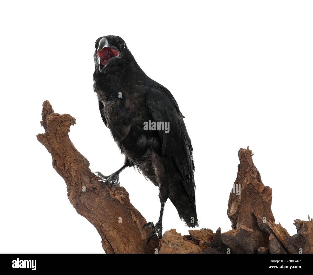 Raven decor hi-res stock photography and images - Alamy