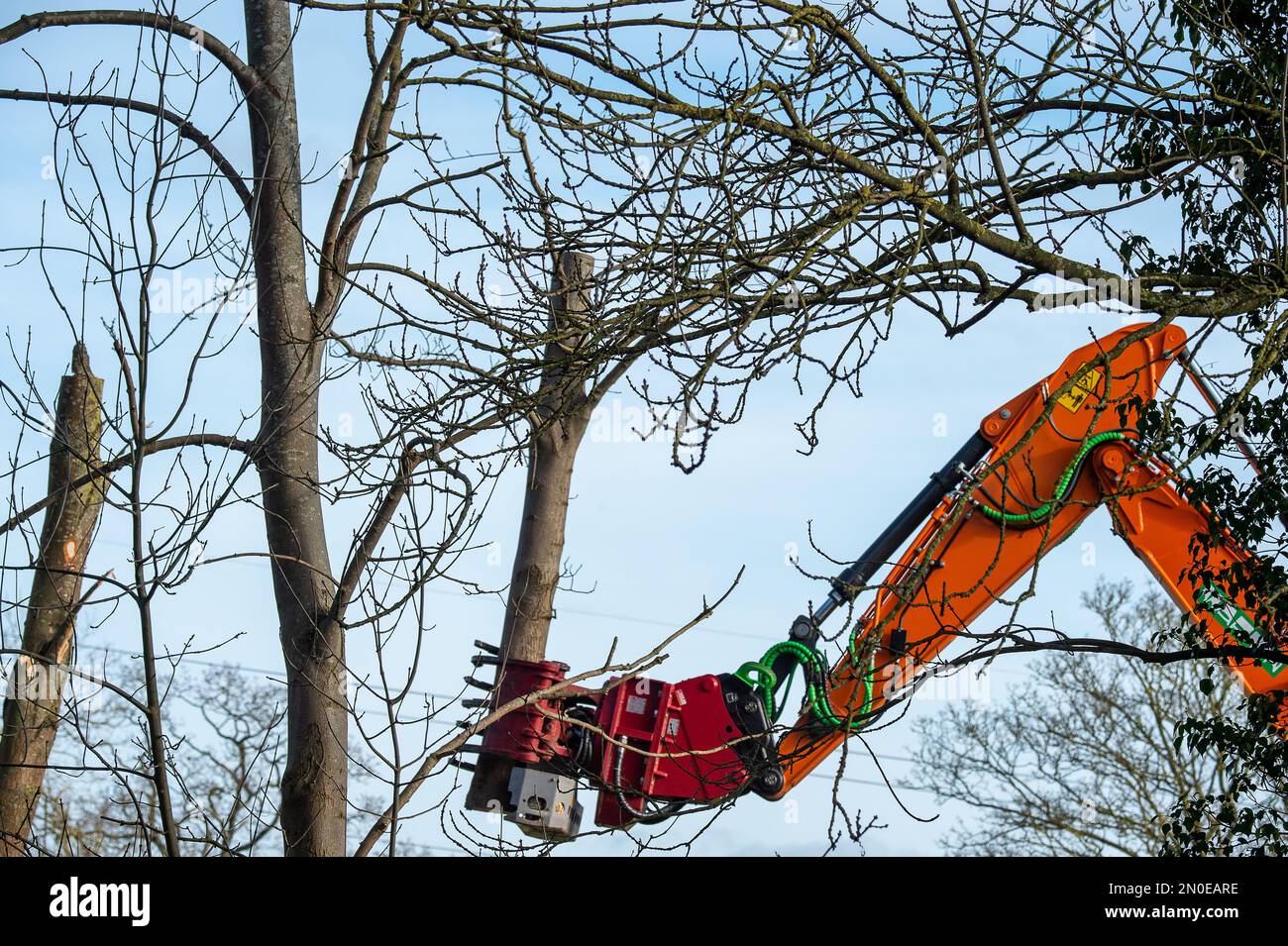 Hartwell, Aylesbury, UK. 5th February, 2023. A tree grabber rips off ...