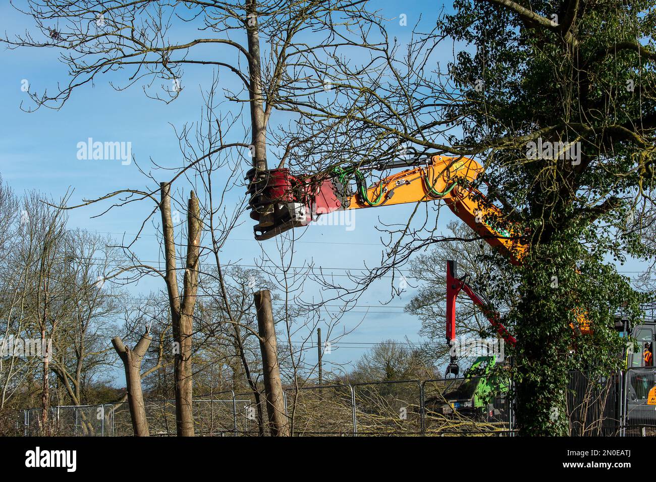 Hartwell, Aylesbury, UK. 5th February, 2023. A tree grabber rips off ...