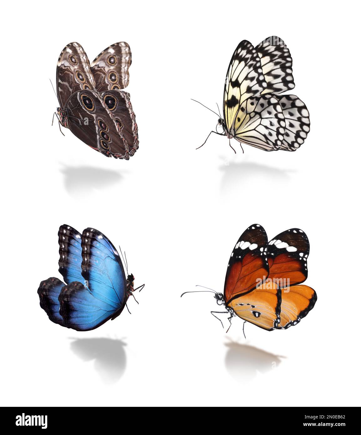 Beautiful Butterflies Wallpaper Set Butterflies Beautiful Butterflies