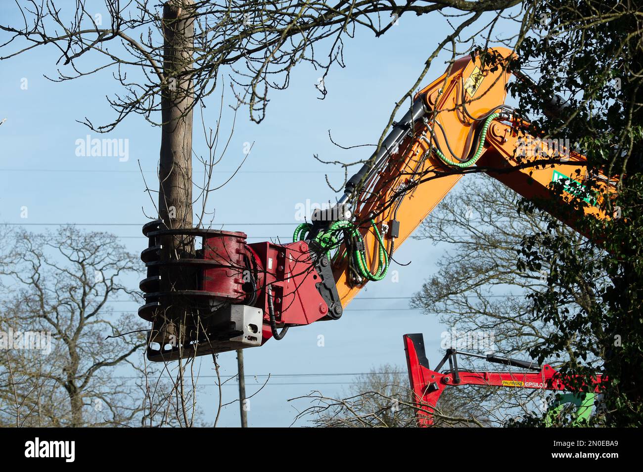 Hartwell, Aylesbury, UK. 5th February, 2023. A tree grabber rips off ...