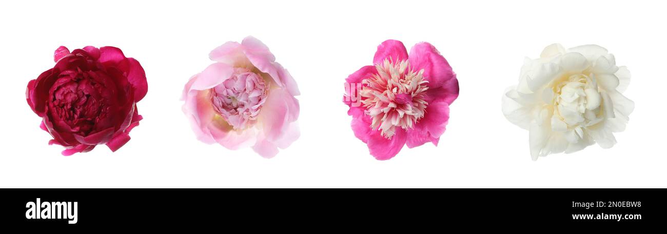 Set of different beautiful peony flowers on white background. Banner ...