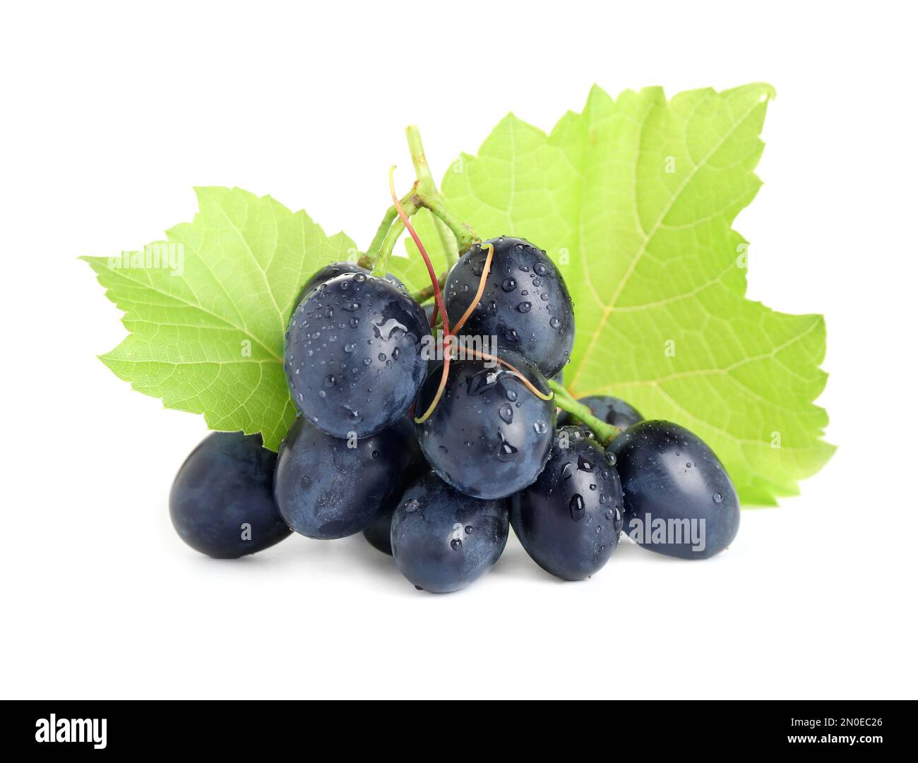 Bunch of dark blue grapes with green leaves and water drops isolated on ...