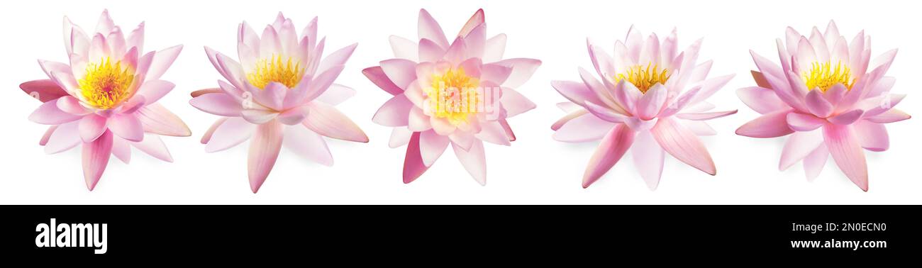 Set of beautiful lotus flowers on white background. Banner design Stock ...