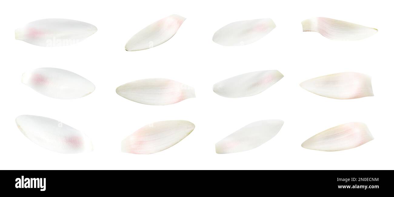 Set of beautiful lotus flower petals on white background. Banner design ...