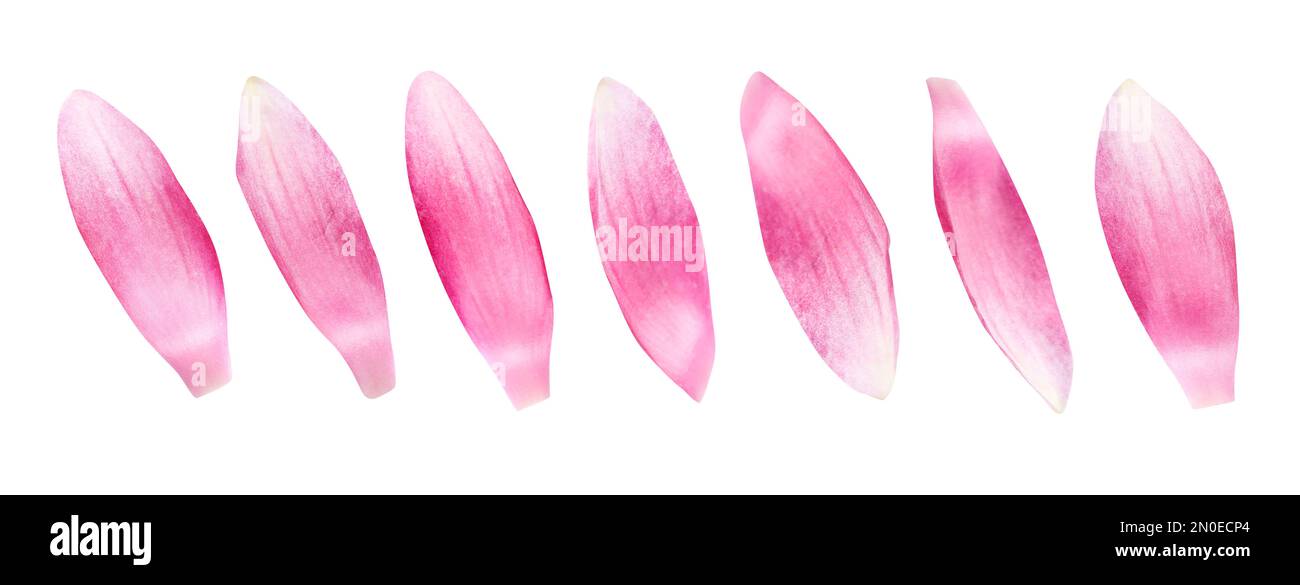 Set of beautiful pink lotus flower petals on white background. Banner ...