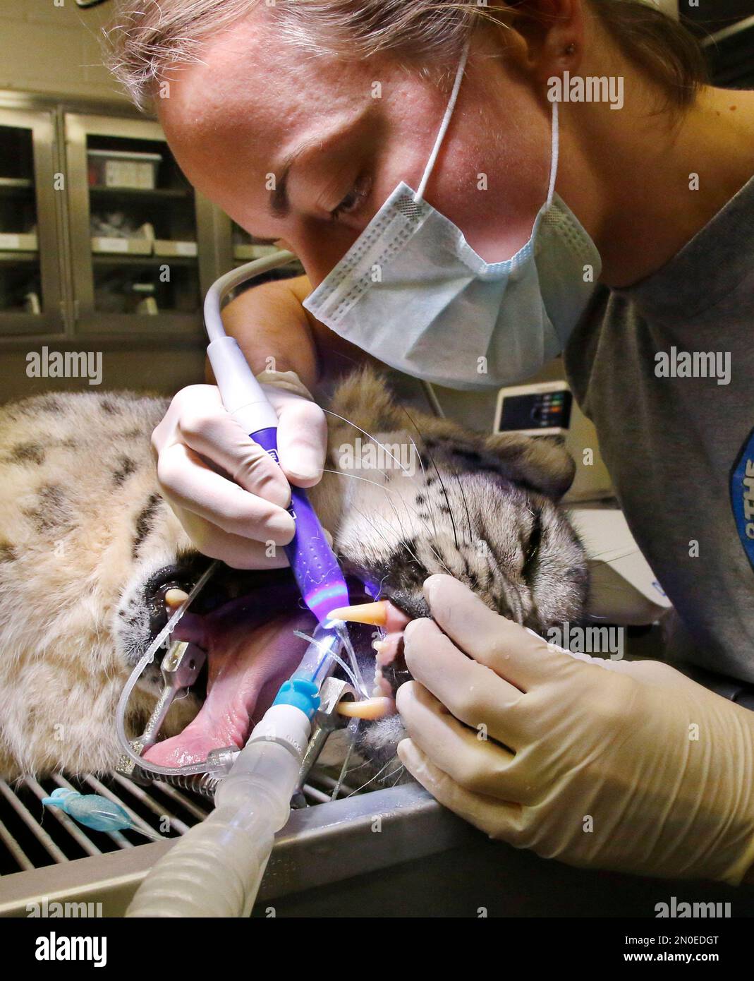 Julia Jones, a registered veterinary technician, cleans the teeth of ...