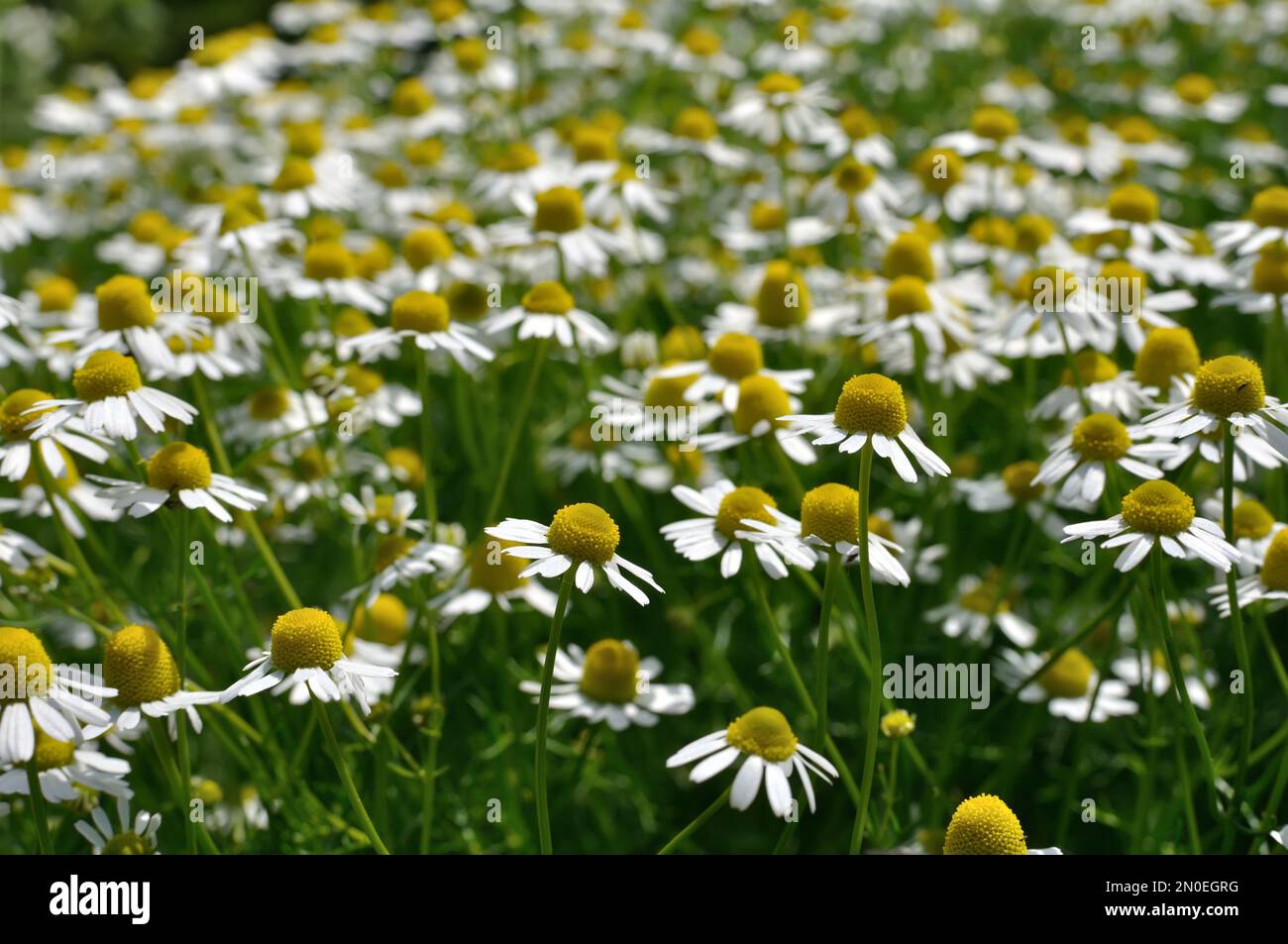 field of blooming camomile (Matricaria chamomilla) - homeopathic ...