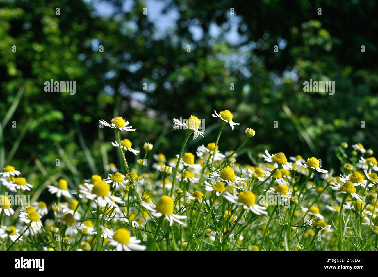 field of blooming camomile (Matricaria chamomilla) - homeopathic ...