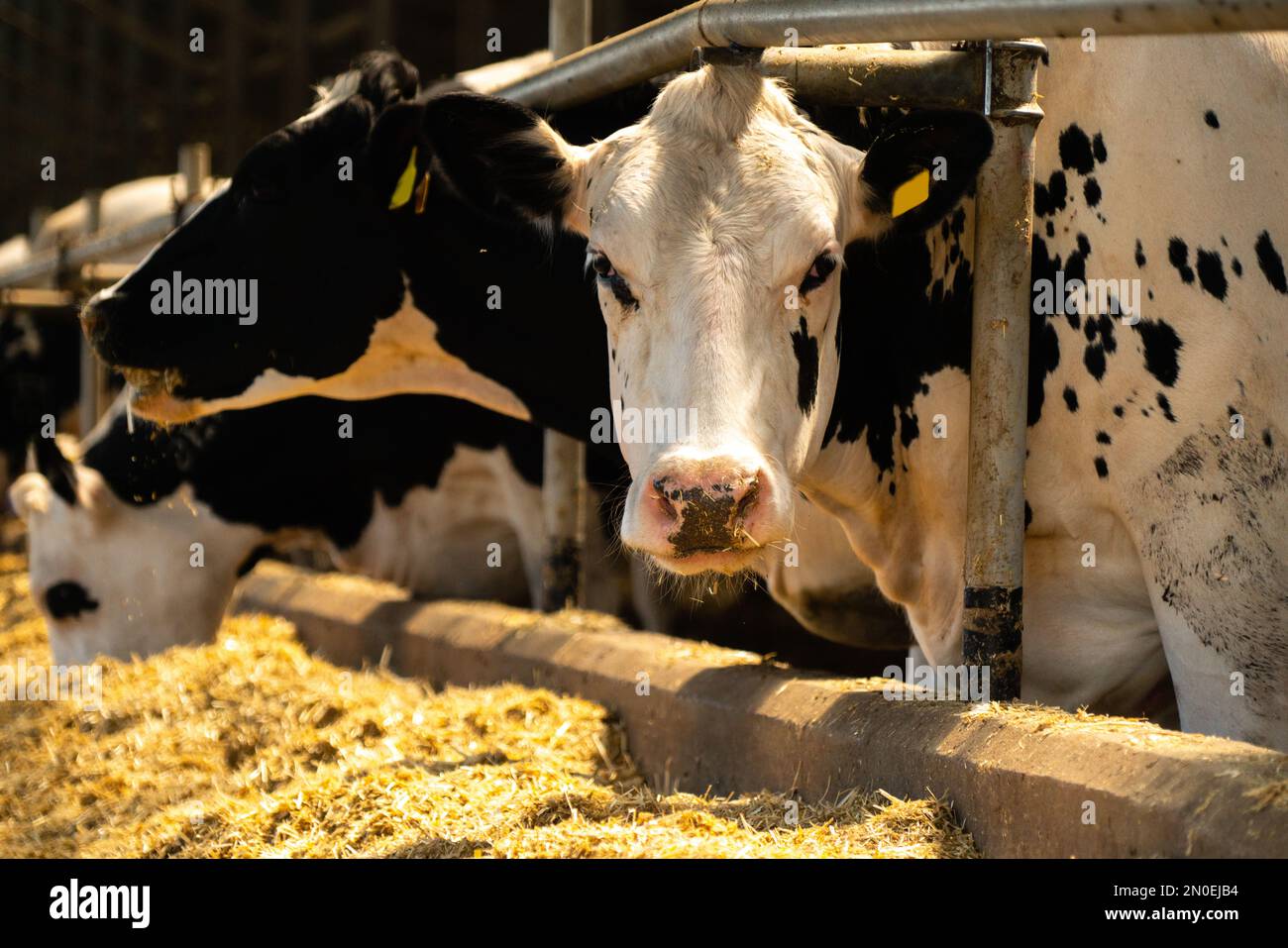 Close up milk cows hi-res stock photography and images - Alamy