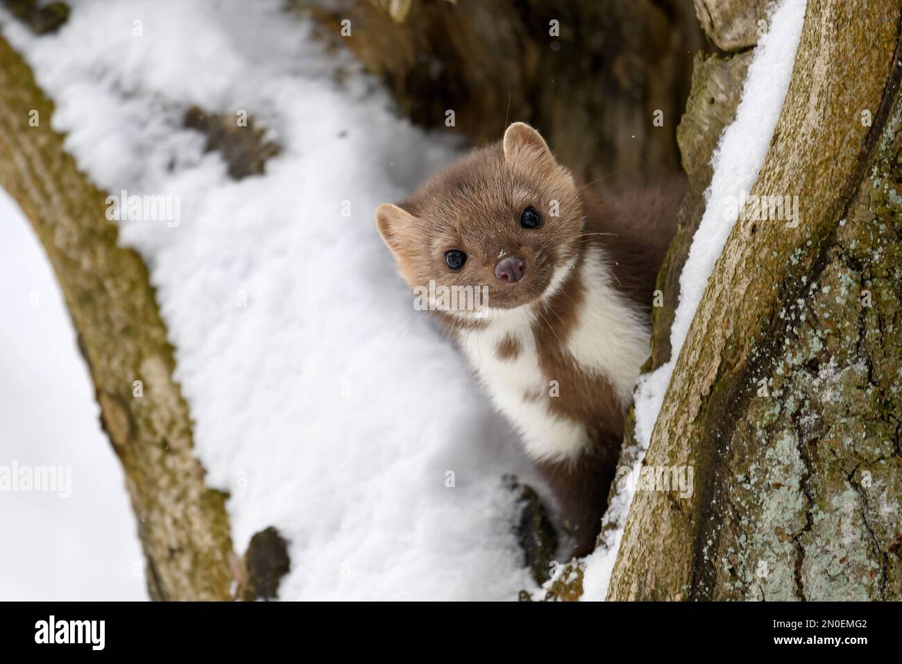 The marten runs on the newly fallen snow and climbs into the hollow of ...