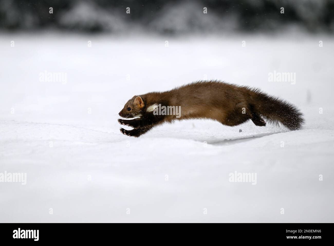 The marten runs on the newly fallen snow and climbs into the hollow of ...