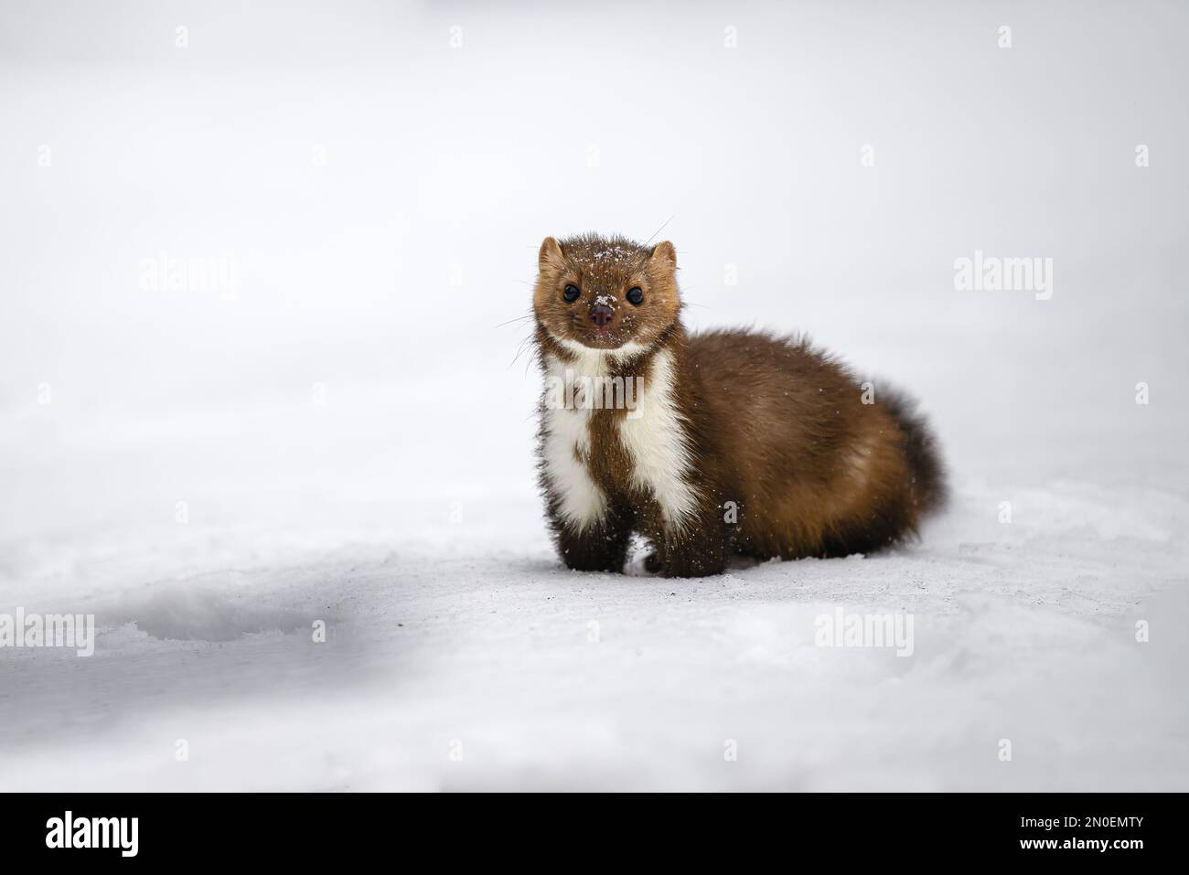 The marten runs on the newly fallen snow and climbs into the hollow of ...