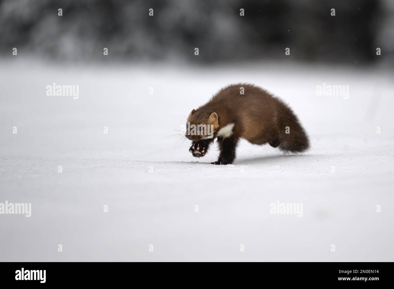 The marten runs on the newly fallen snow and climbs into the hollow of ...