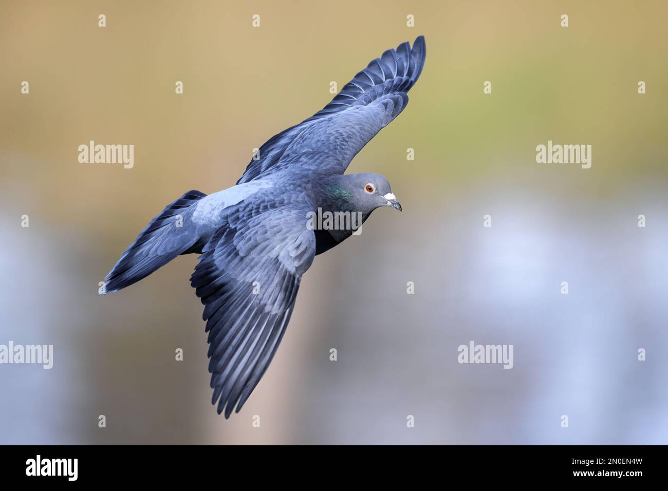 Flying pigeon in the park looking. landing place Stock Photo - Alamy