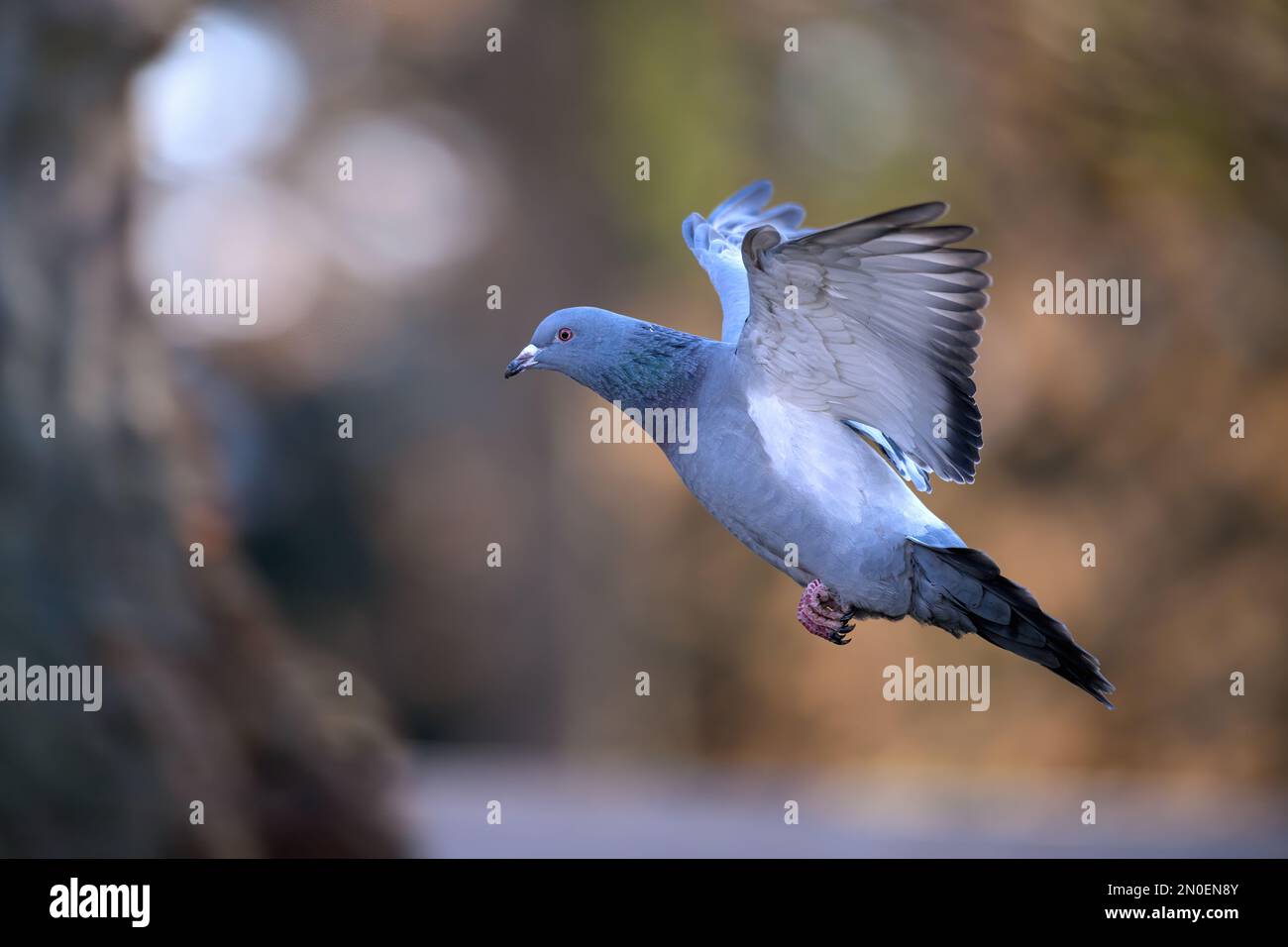 Flying pigeon in the park looking. landing place Stock Photo - Alamy