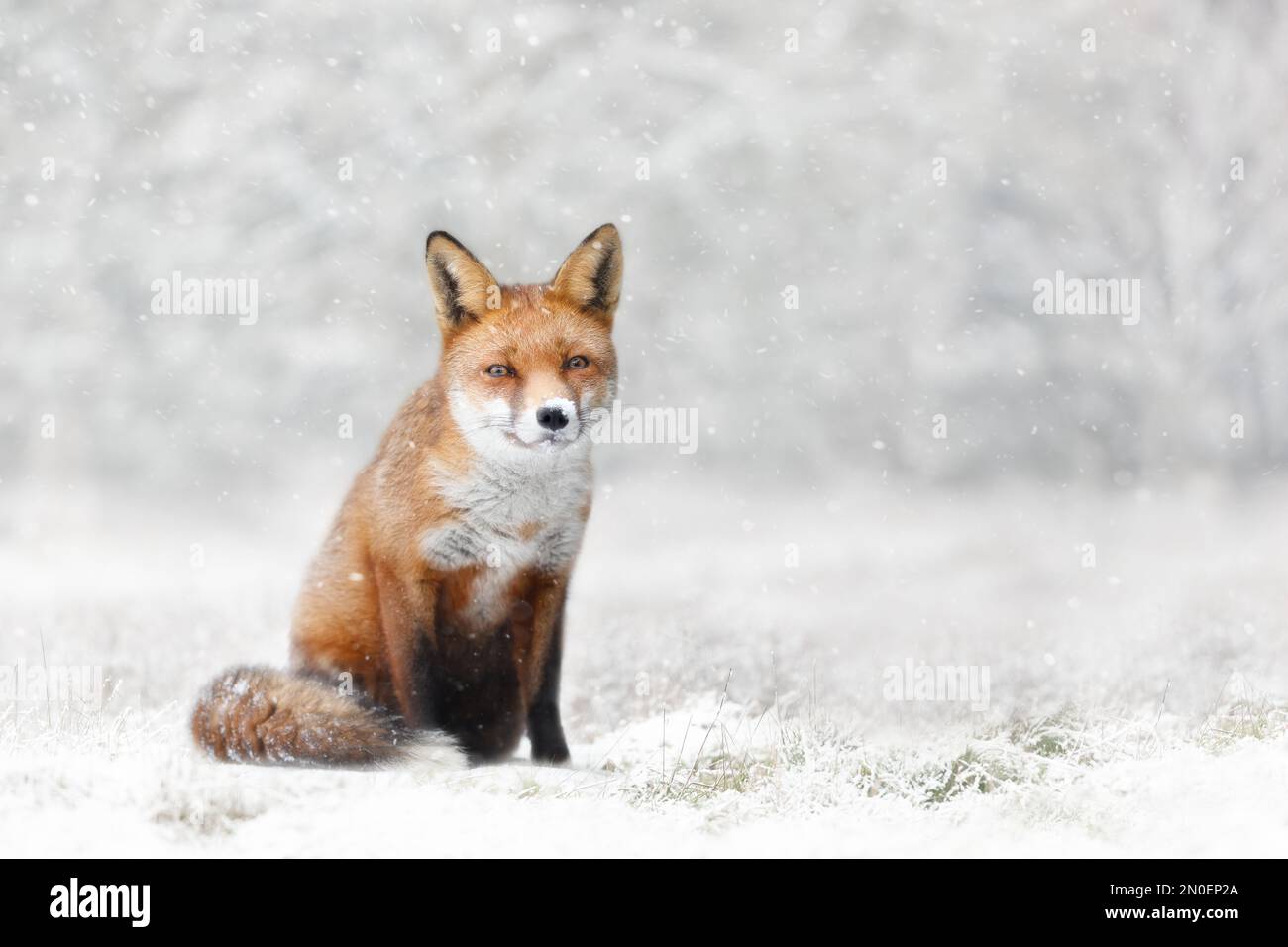 Falling snow up close hi-res stock photography and images - Alamy