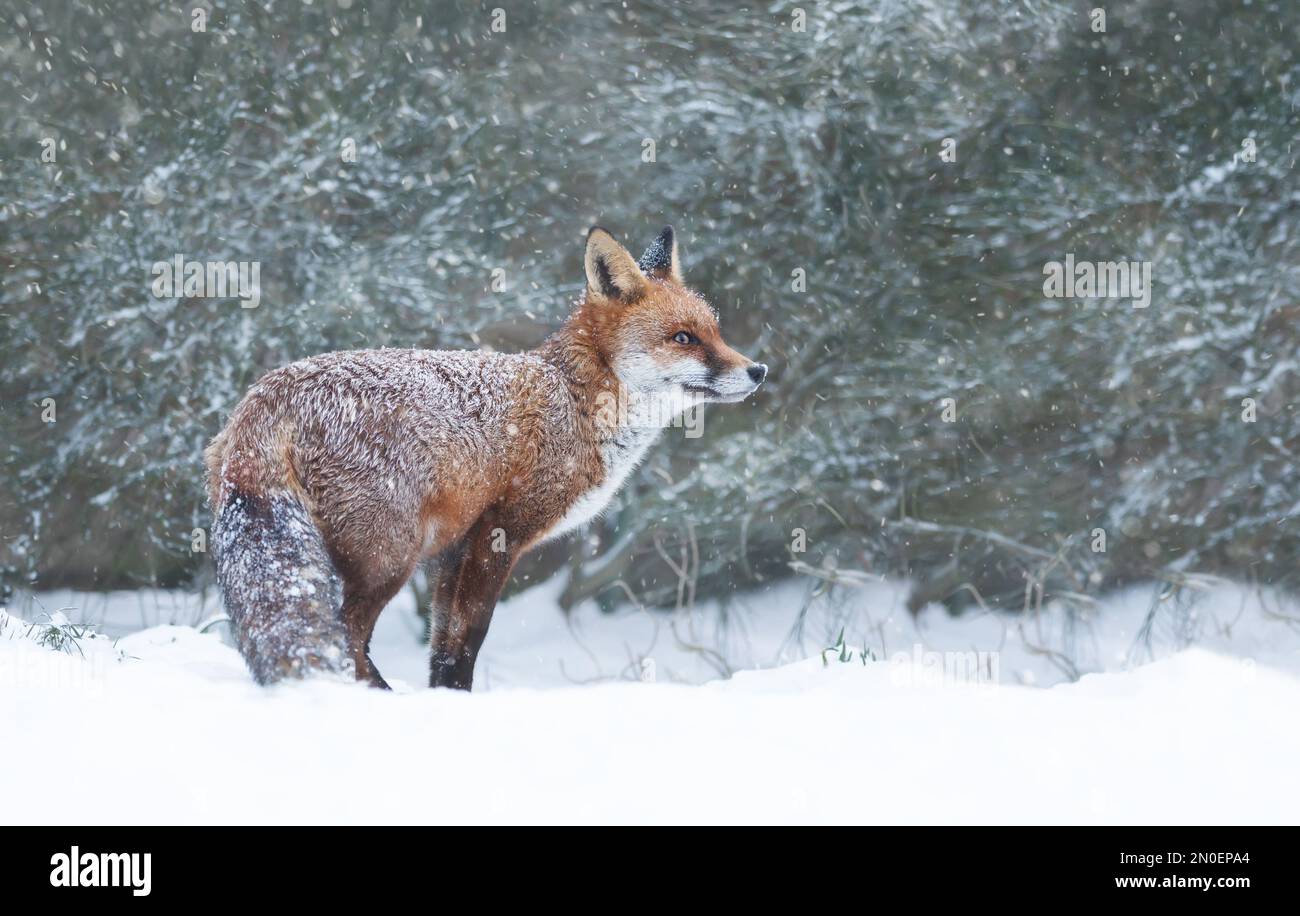 Falling snow up close hi-res stock photography and images - Alamy