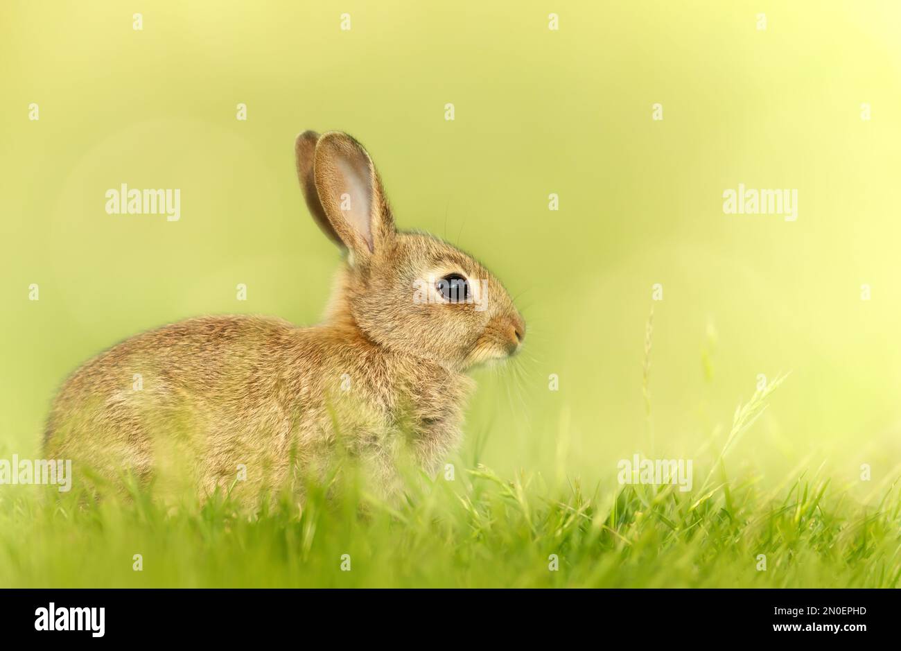 Rabbit habitat hi-res stock photography and images - Alamy