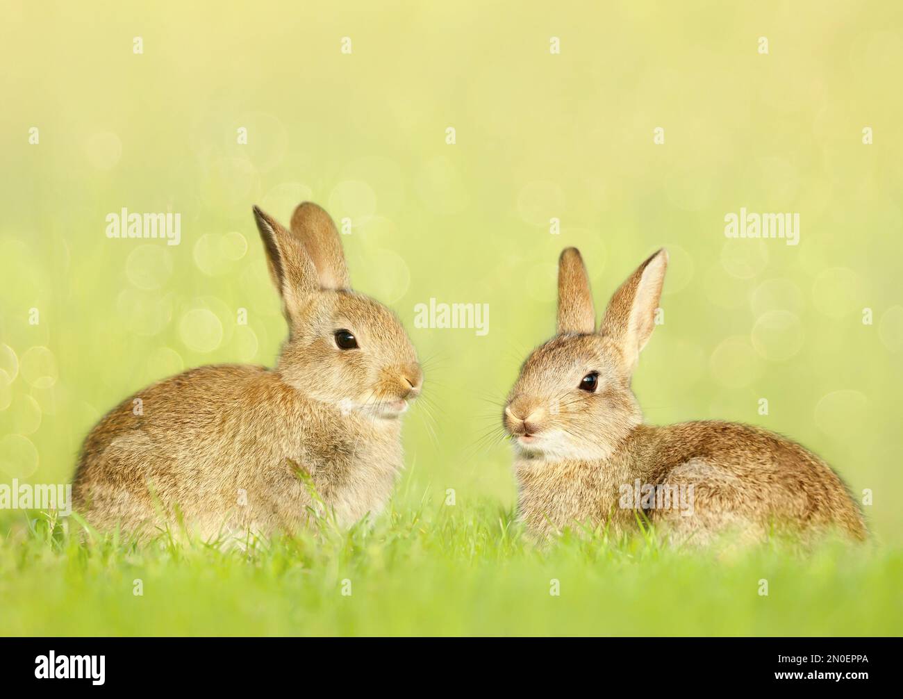 Two cute bunnies hi-res stock photography and images - Alamy