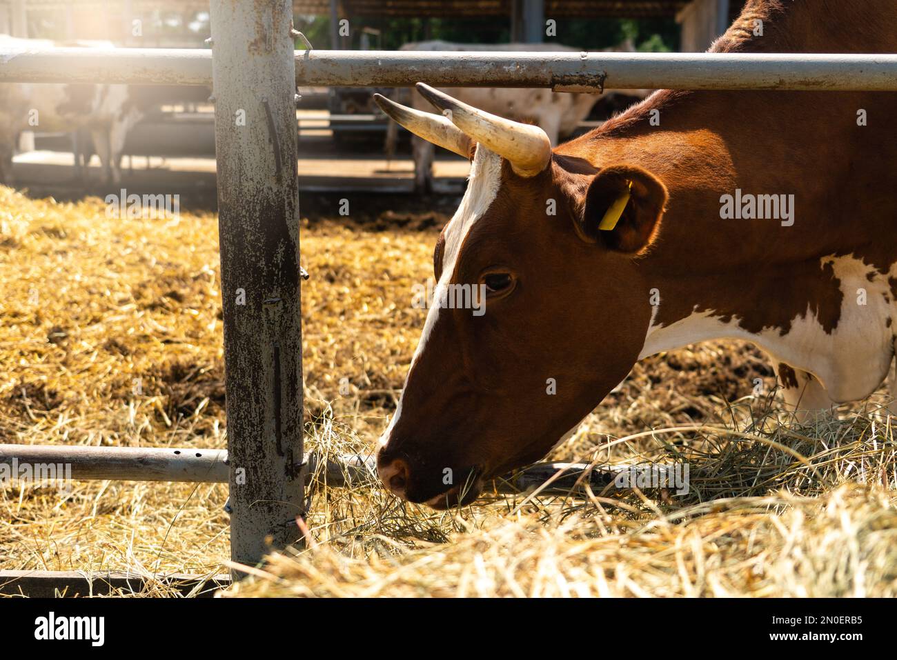 Industrial cattle farm hi-res stock photography and images - Alamy
