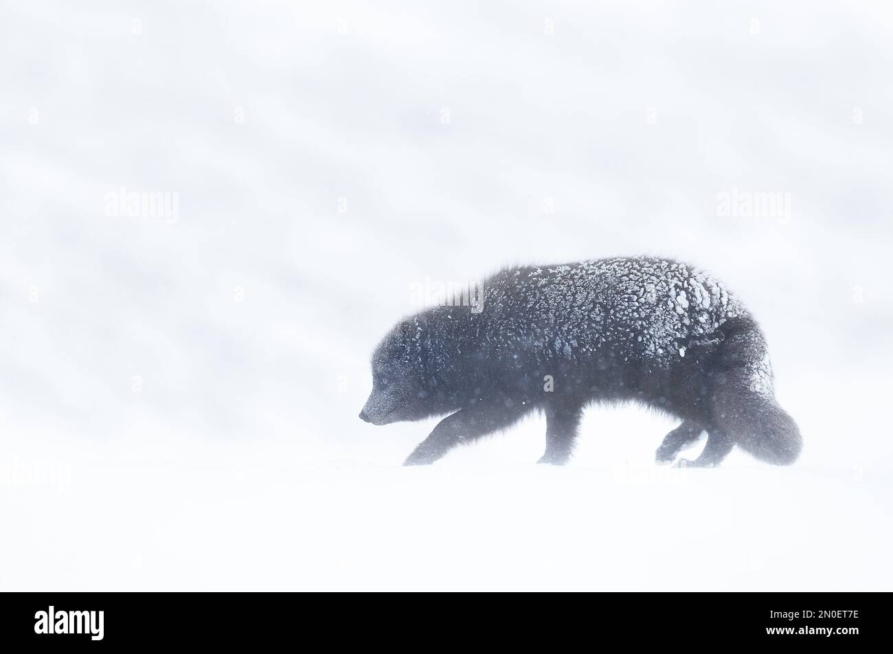 Close up of an Arctic fox in the falling snow, winter in Iceland Stock ...