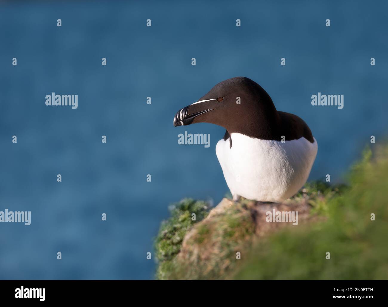 Close up of a Razorbill nesting on a cliff, Bempton, UK Stock Photo - Alamy