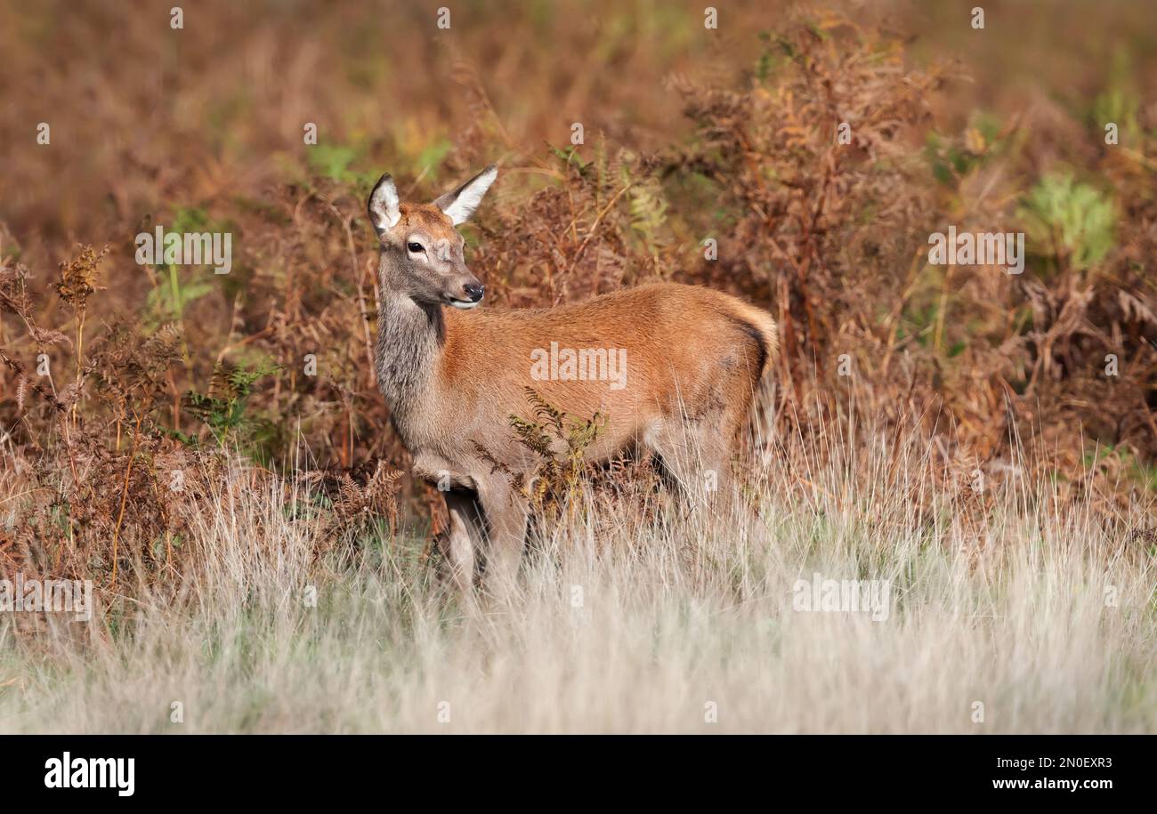 Bracken grass hi-res stock photography and images - Alamy