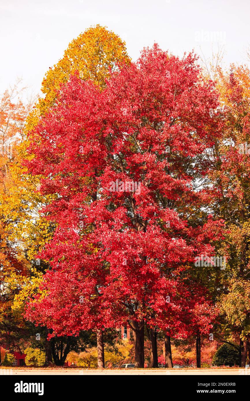 Trees in fall time Stock Photo - Alamy