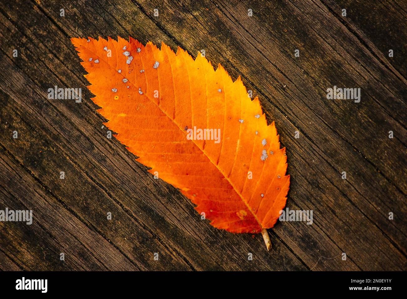 Tree leaf, fall and color Stock Photo - Alamy