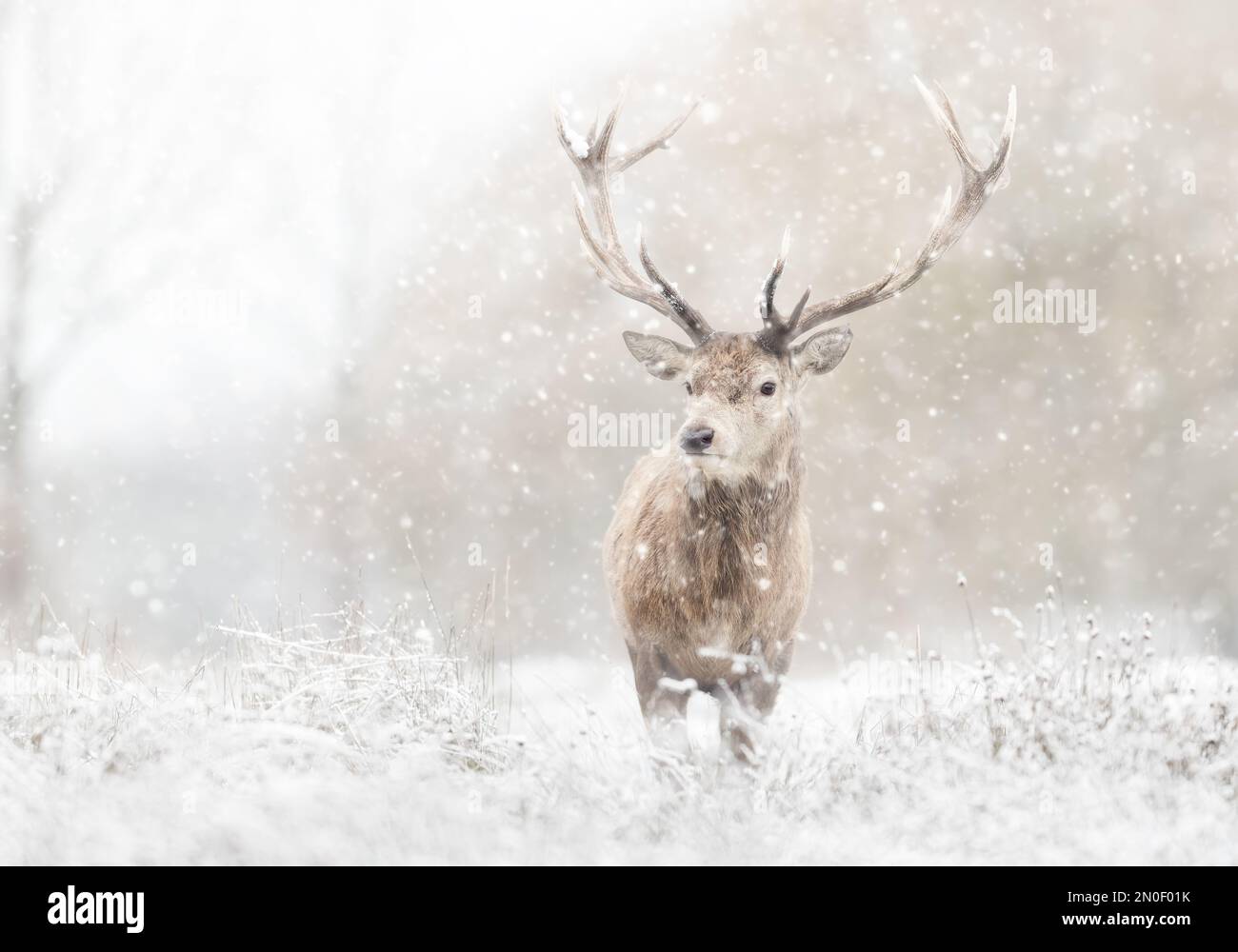 Close up of a Red deer stag in the falling snow, UK Stock Photo - Alamy