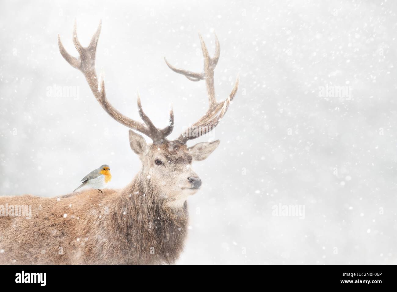 Portrait of a Red deer stag with a robin in winter, UK Stock Photo - Alamy