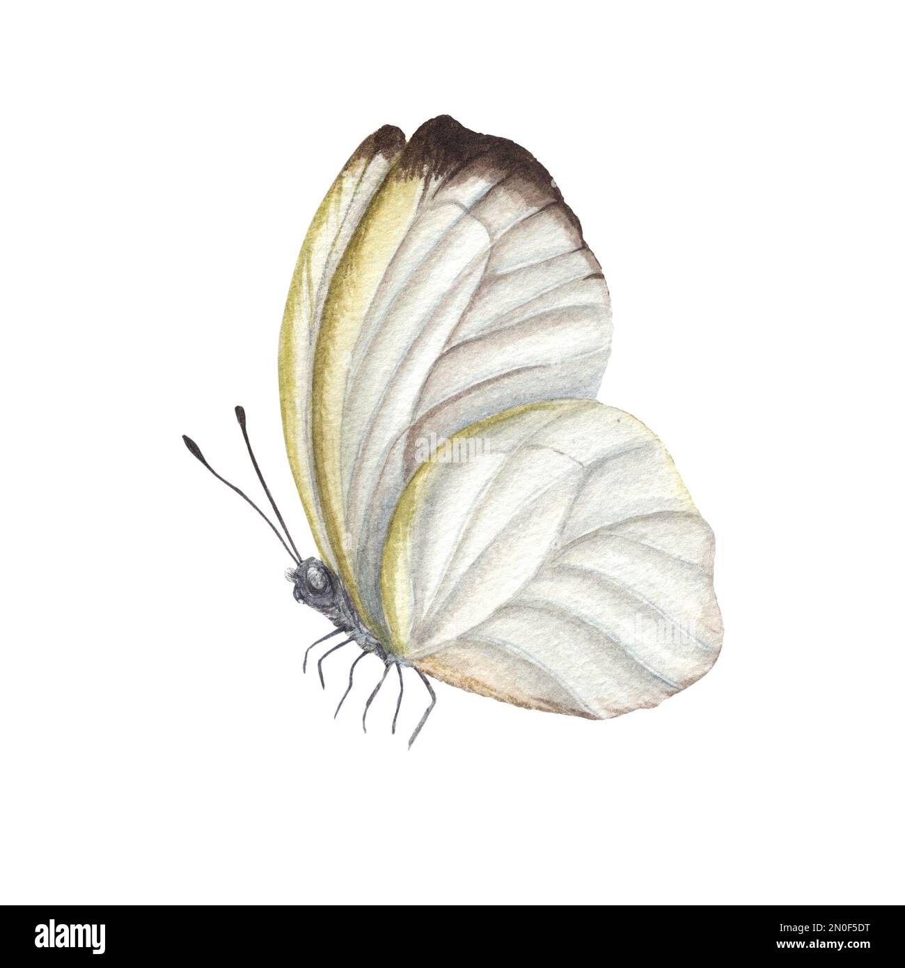 Watercolor cabbage butterflies isolated on white background. Perfect ...