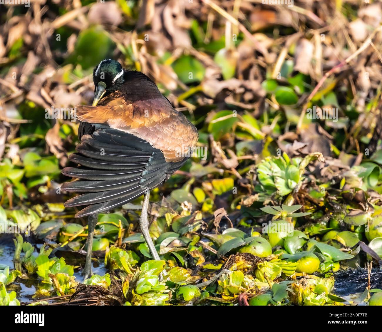 A bronze winged jacana cleaning its wing Stock Photo - Alamy