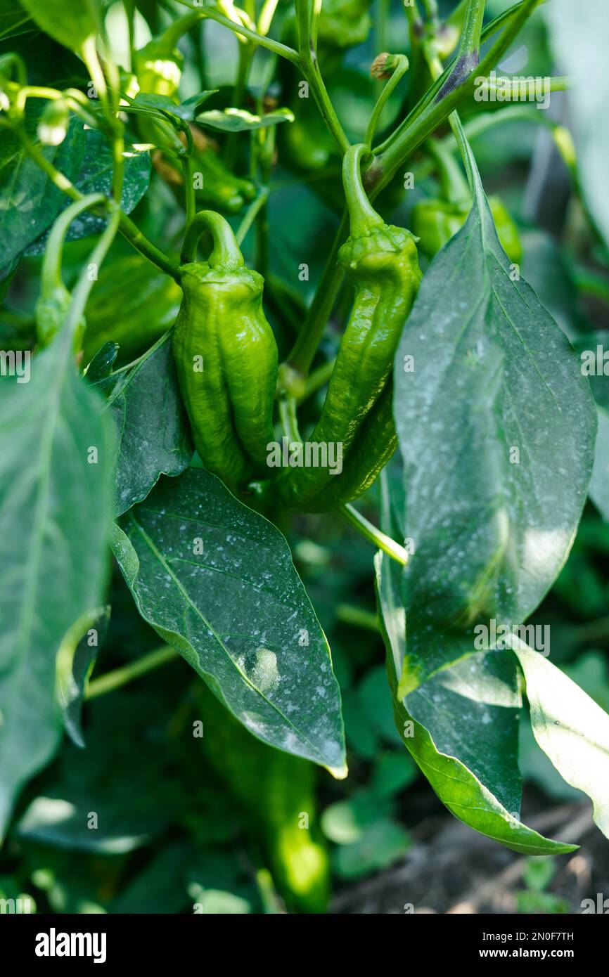Italian bell pepper plant with green fruits in the vegetable garden ...
