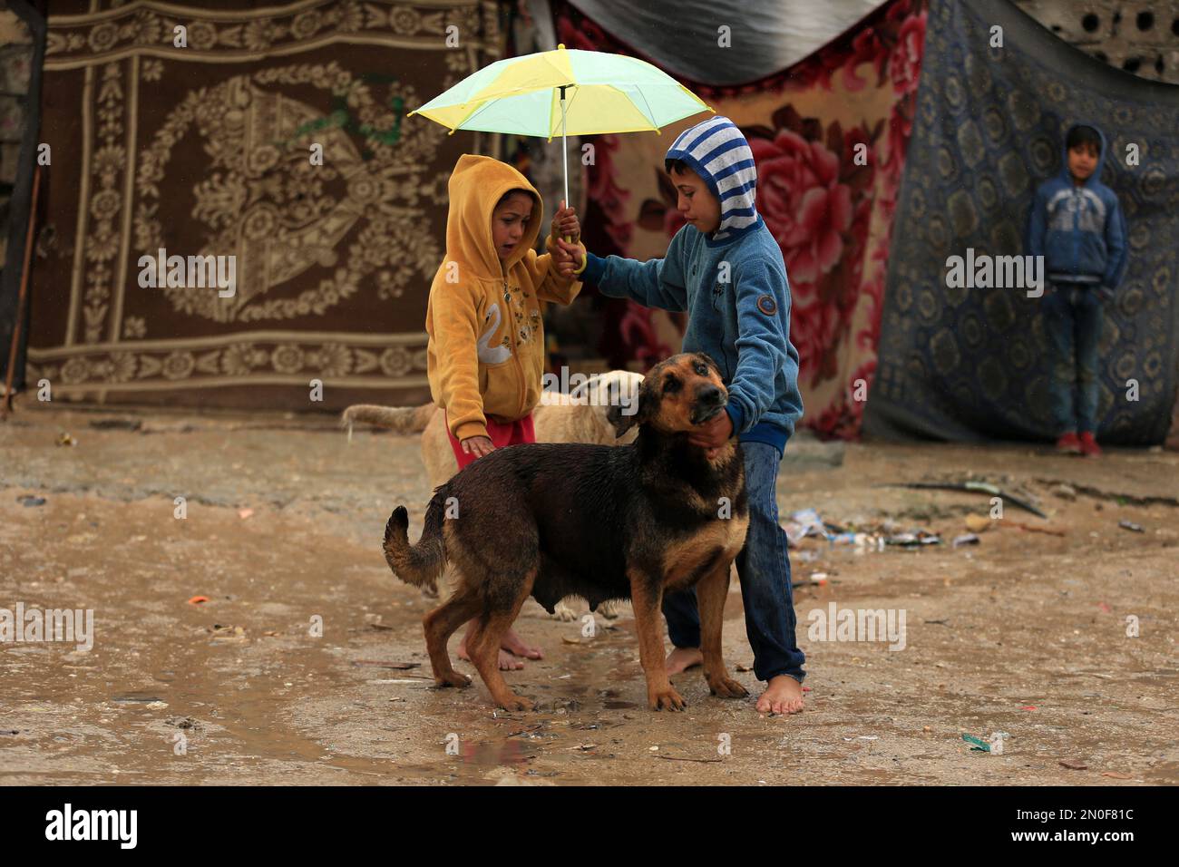 Palestinian children play with dogs during a rainy day in a poor area ...