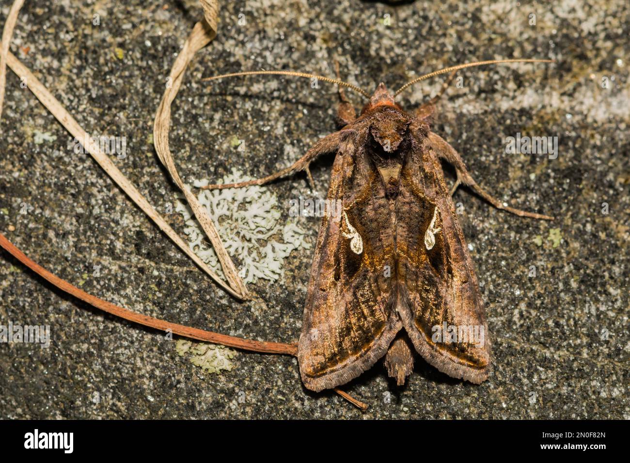 Common Looper Moth - Autographa precationis Stock Photo - Alamy