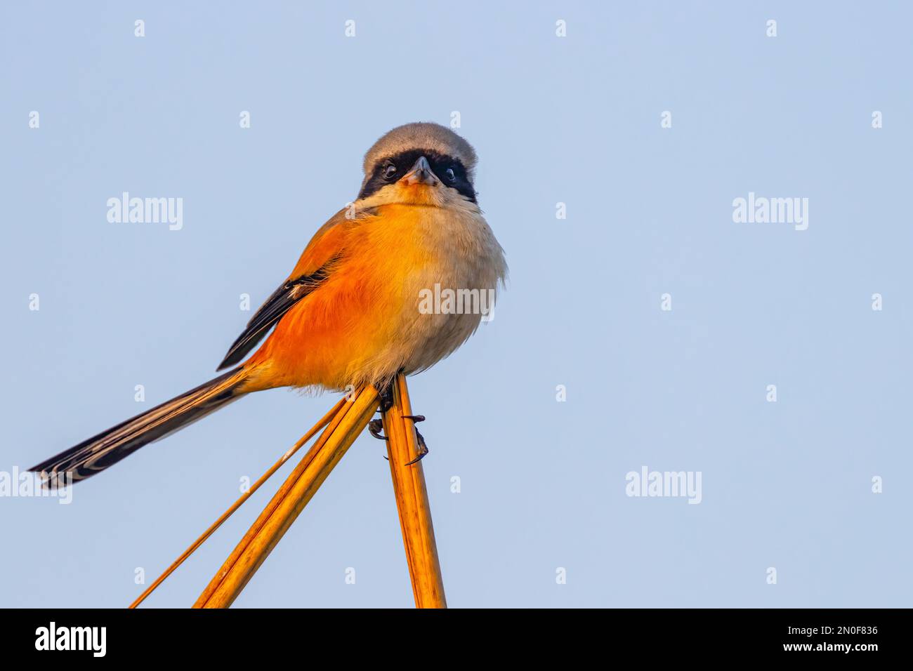 A Long tail shrike resting on a dry grass Stock Photo - Alamy