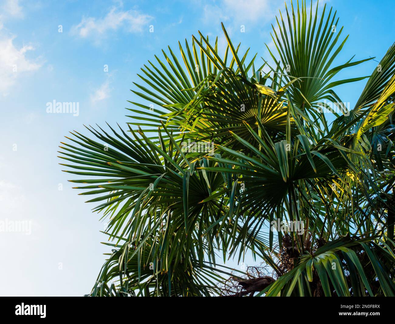 Palm varieties of palm tree hi-res stock photography and images - Alamy