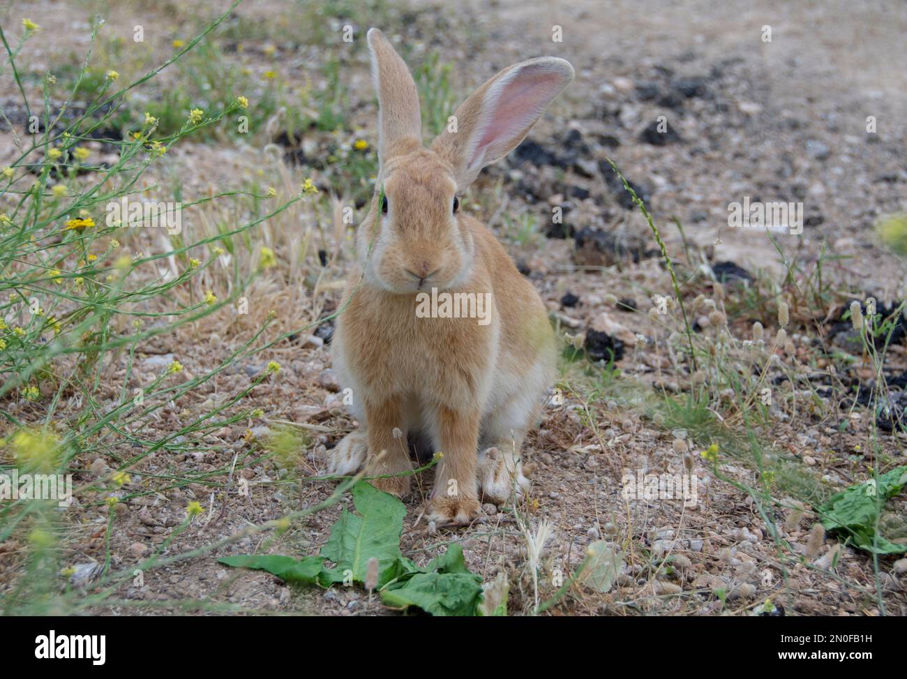 Farm animals. Cute bunny rabbit standing and looking, in the field ...