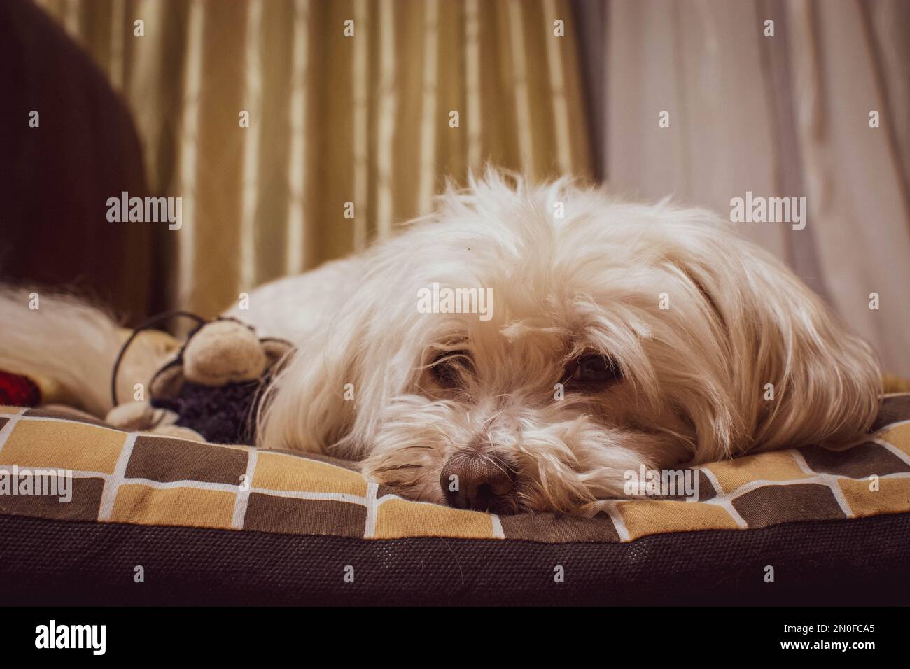 puppy at rest Stock Photo - Alamy