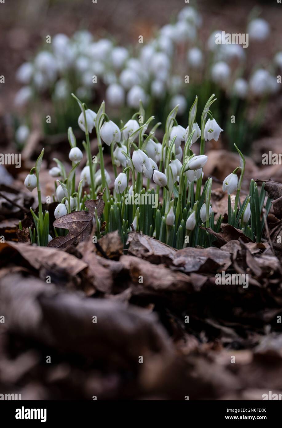 Delicate Snowdrop flowers break through a bed of rotting leaves on the ...