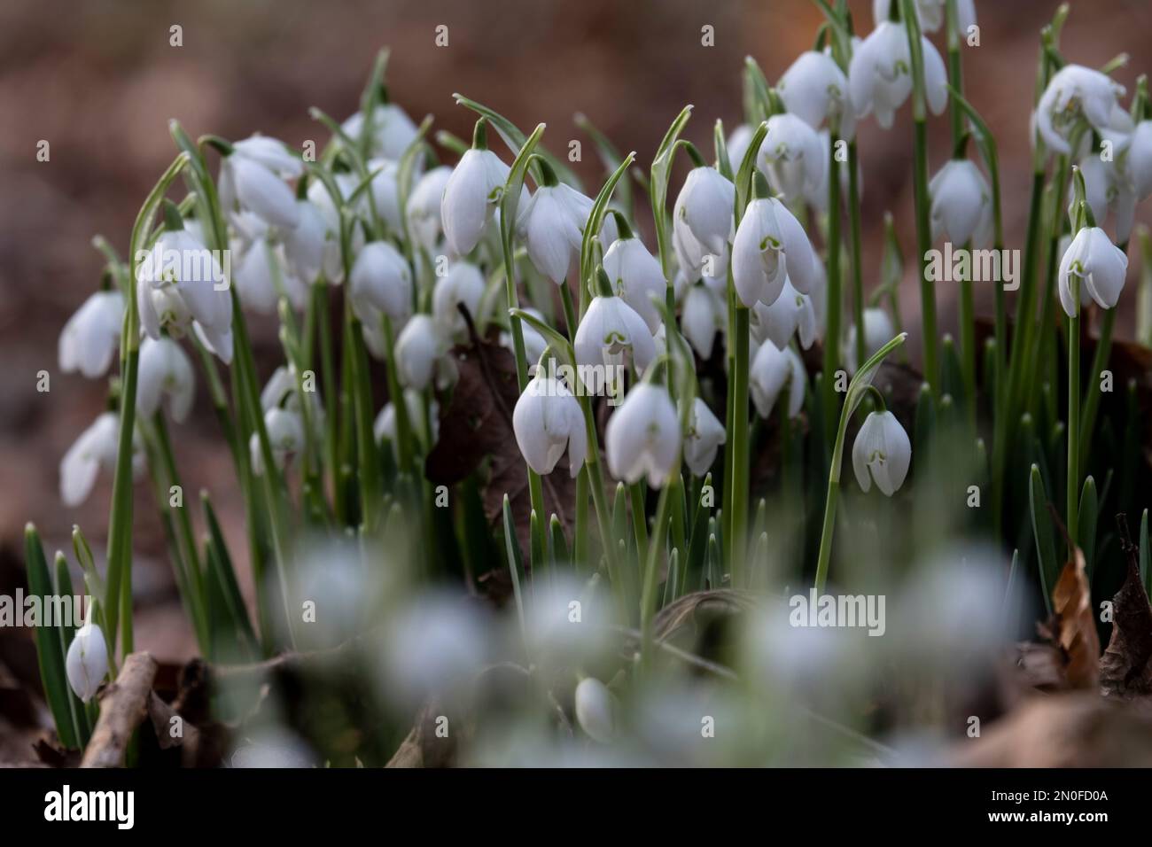 Snowdrop bed hi-res stock photography and images - Alamy