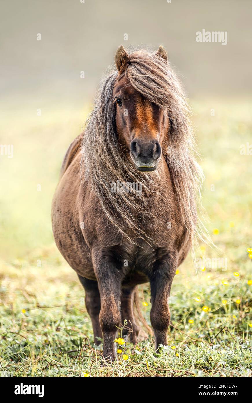 Shetlandpferd hi-res stock photography and images - Alamy